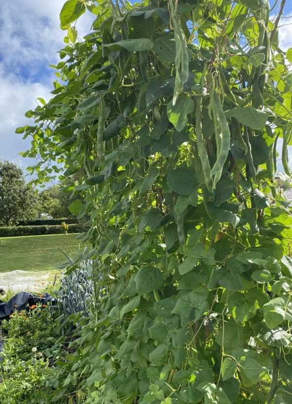 Ceredigion Runner Bean - Wales Seed Hub | Hwb Hadau Cymru